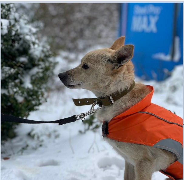Belgium: Chance, Animal Shelter shares information of Archie, 8-year ...