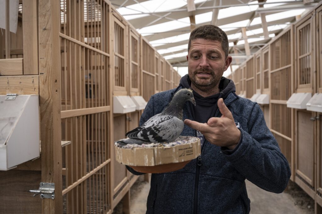 From childhood dream to global success: Pigeon racing's soaring ...