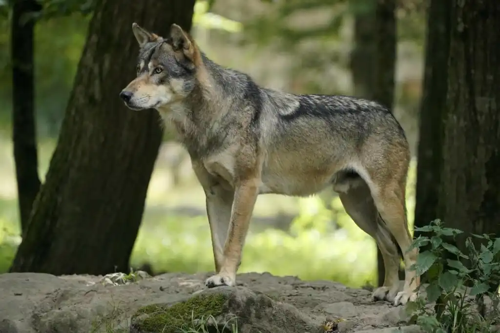 Wolf Spotted Near Antwerp: Rare Sighting Captured on Video - Press ...