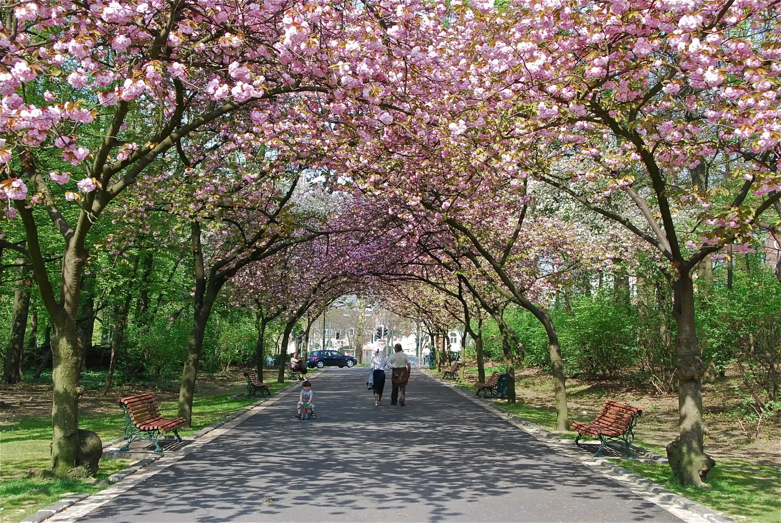 Belgium Welcomes Spring with Stunning Cherry Blossom Displays - Press ...